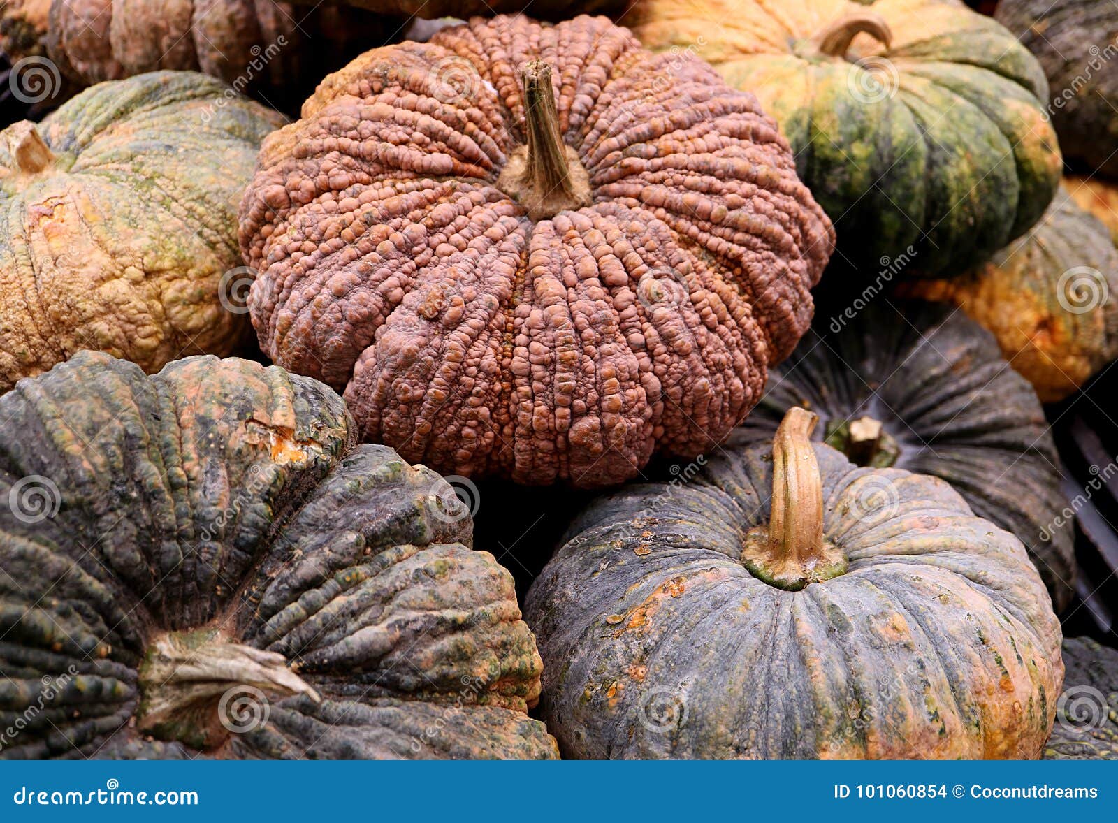 14,705 Pumpkins Texture Stock Photos - Free & Royalty-Free Stock Photos ...