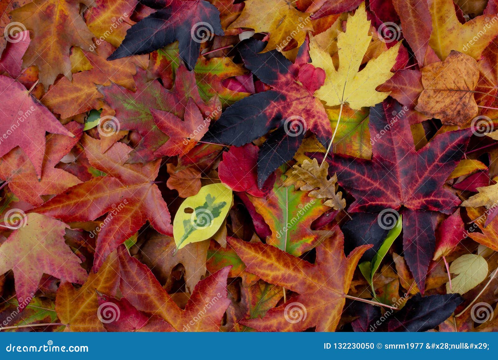 PILE of MULTI COLORED AUTUMN LEAVES on GROUND. AUTUMN BACKGROUND Stock ...