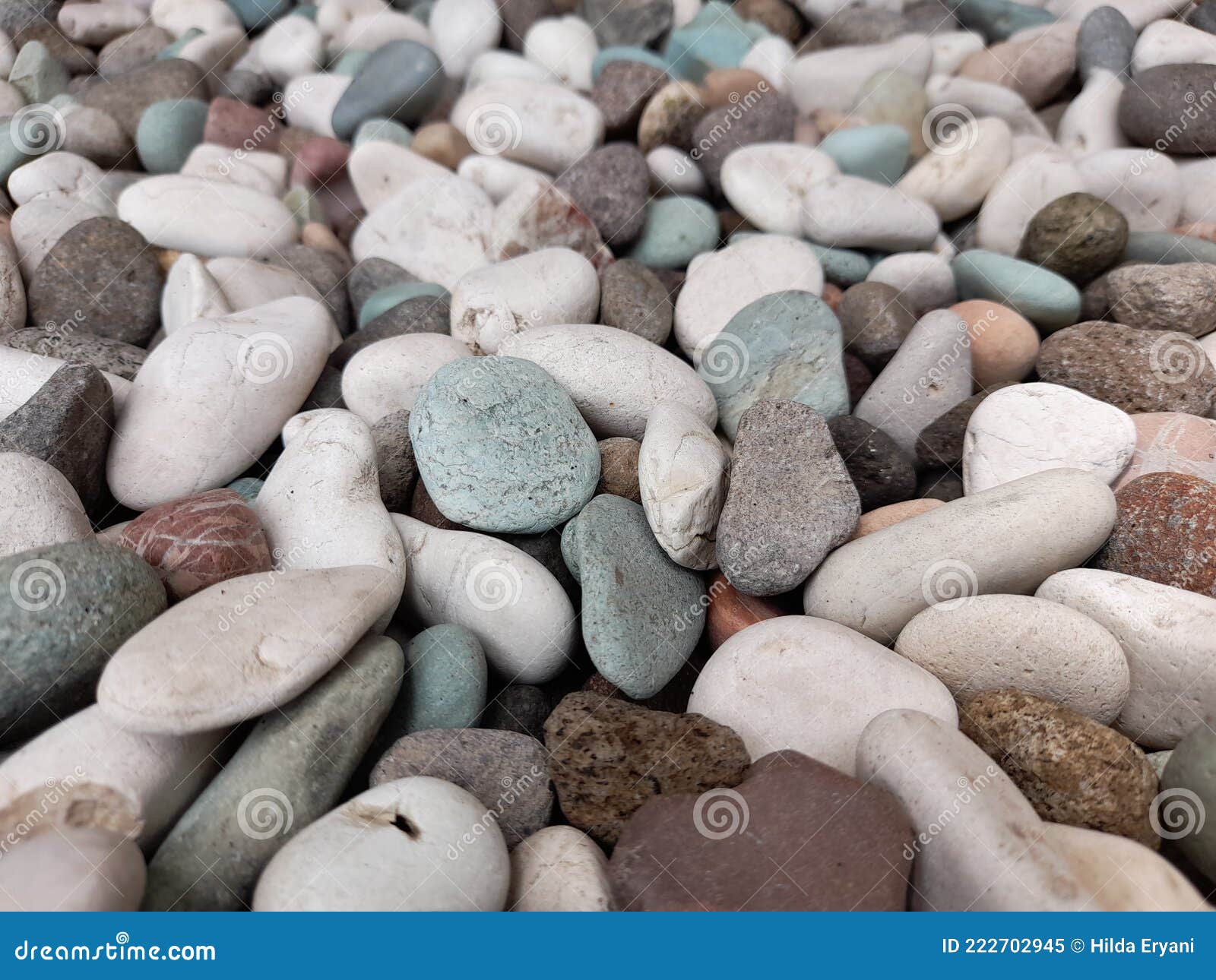 Pile of Multicolored Coral in the Garden Stock Image - Image of corals ...