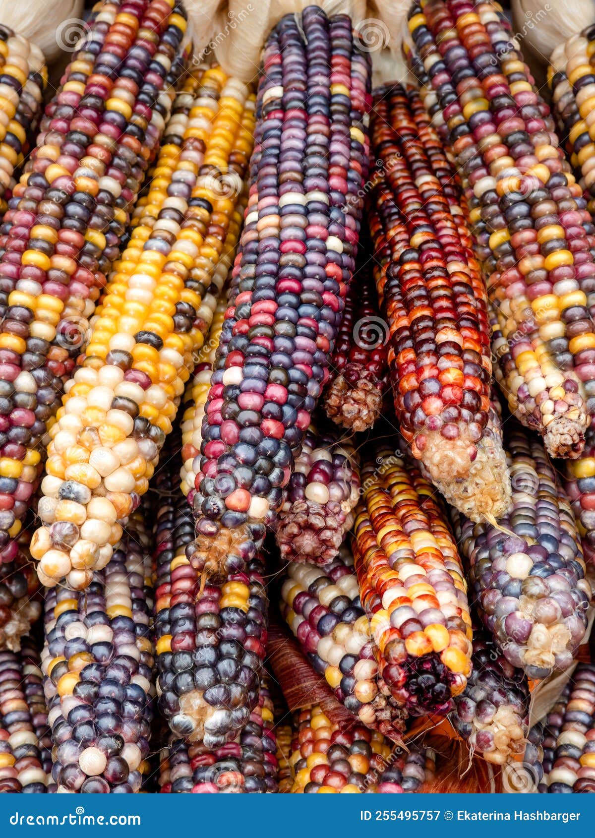 Pile of multicolored corn stock image. Image of thanksgiving - 255495757