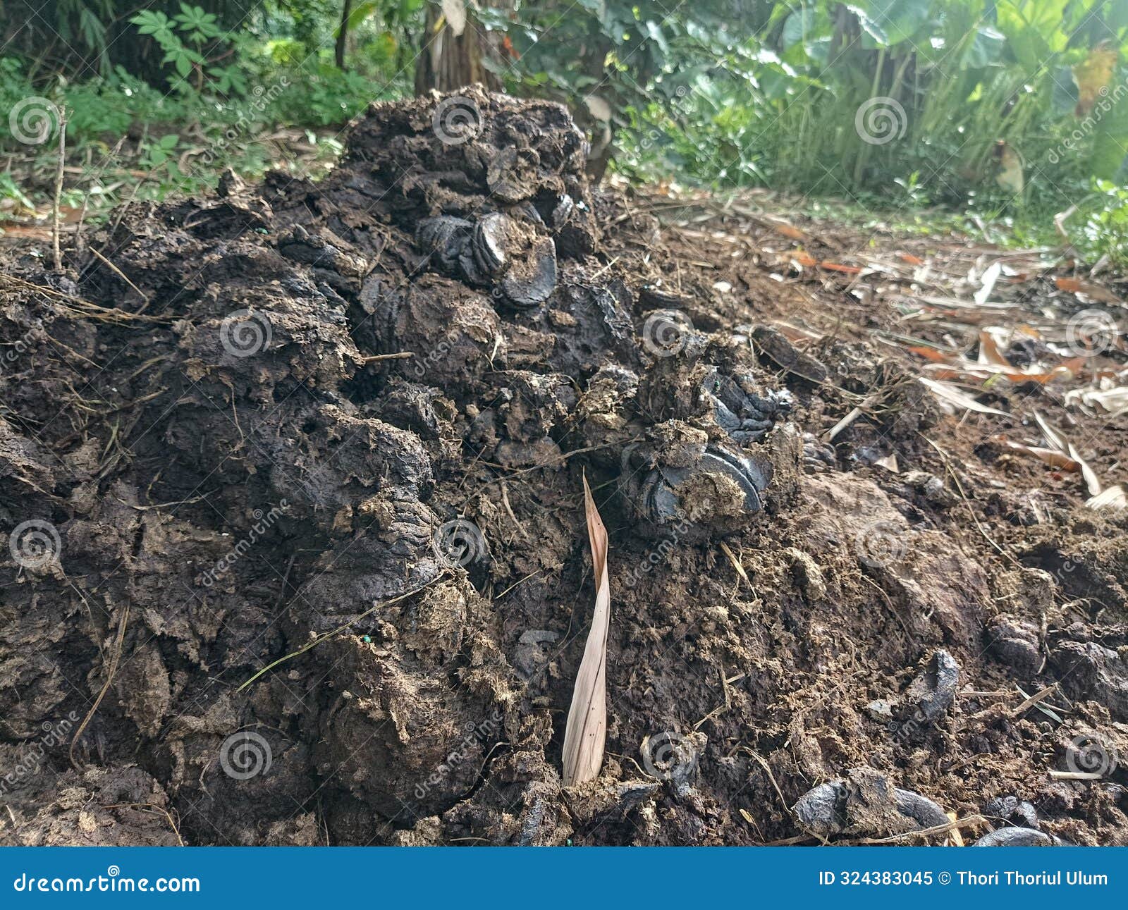 Pile of Natural Compost Made from Cow Dung Stock Image - Image of ...