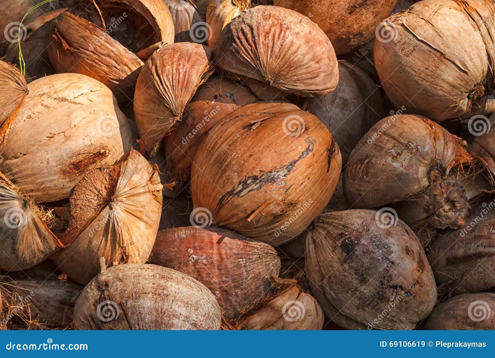 Pile of old coconuts stock image. Image of health, diet - 69106619