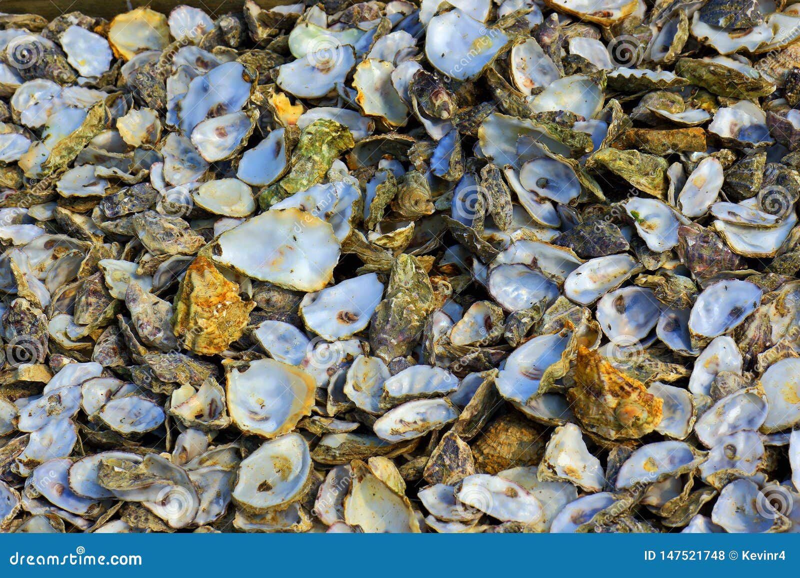 A Pile of Old Discarded Oyster Shells Stock Photo - Image of pebbles ...