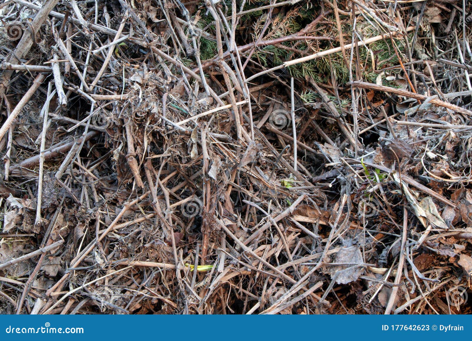 Pile of Old Dry Leaves and Branch Texture, Background Stock Image ...