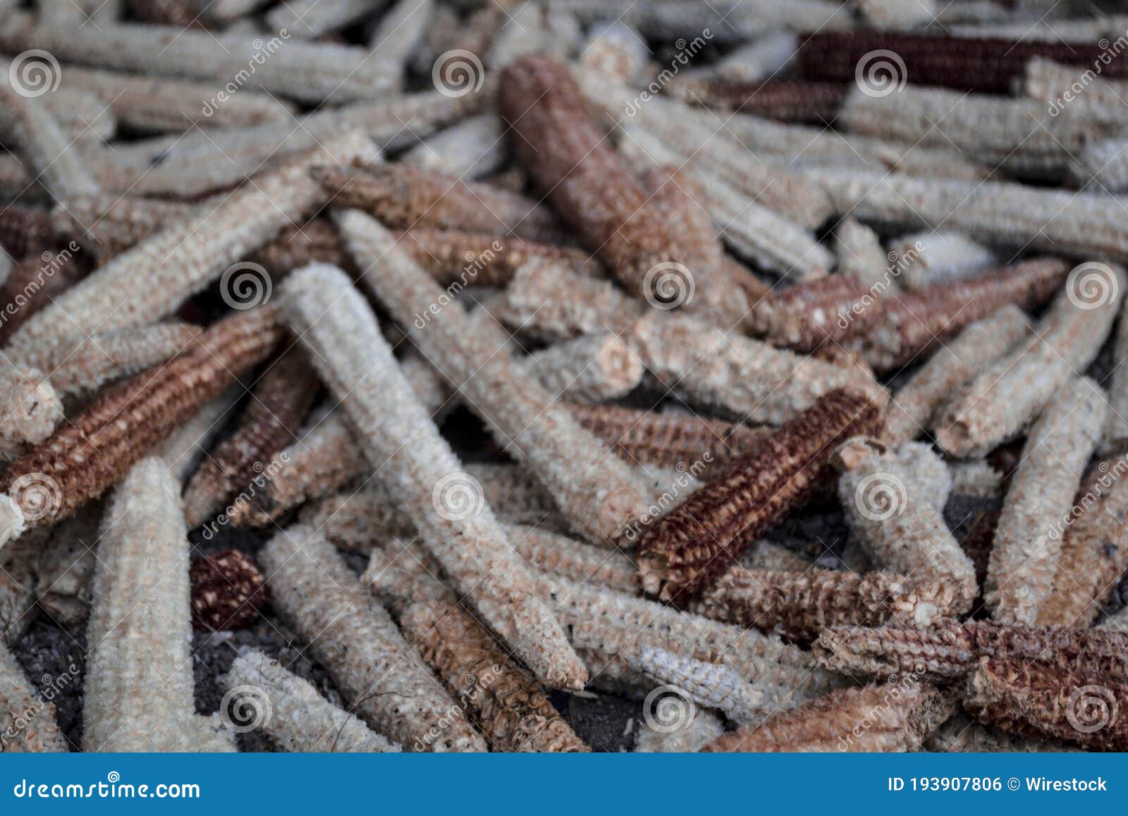 Pile of Old Empty Corn Cobs with Removed Kernels Stock Photo - Image of ...