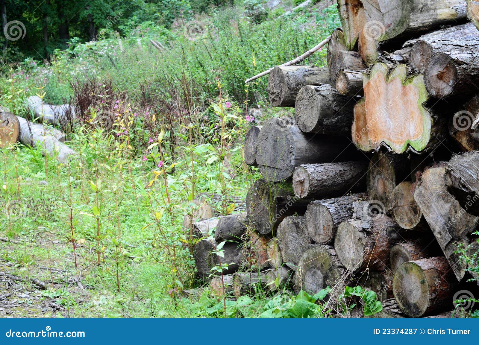 Pile of Old Logs in an Overgrown Field Stock Image - Image of logs ...