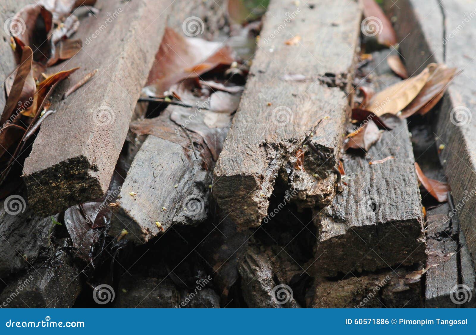 Pile of old wood decay. stock photo. Image of wood, tree - 60571886