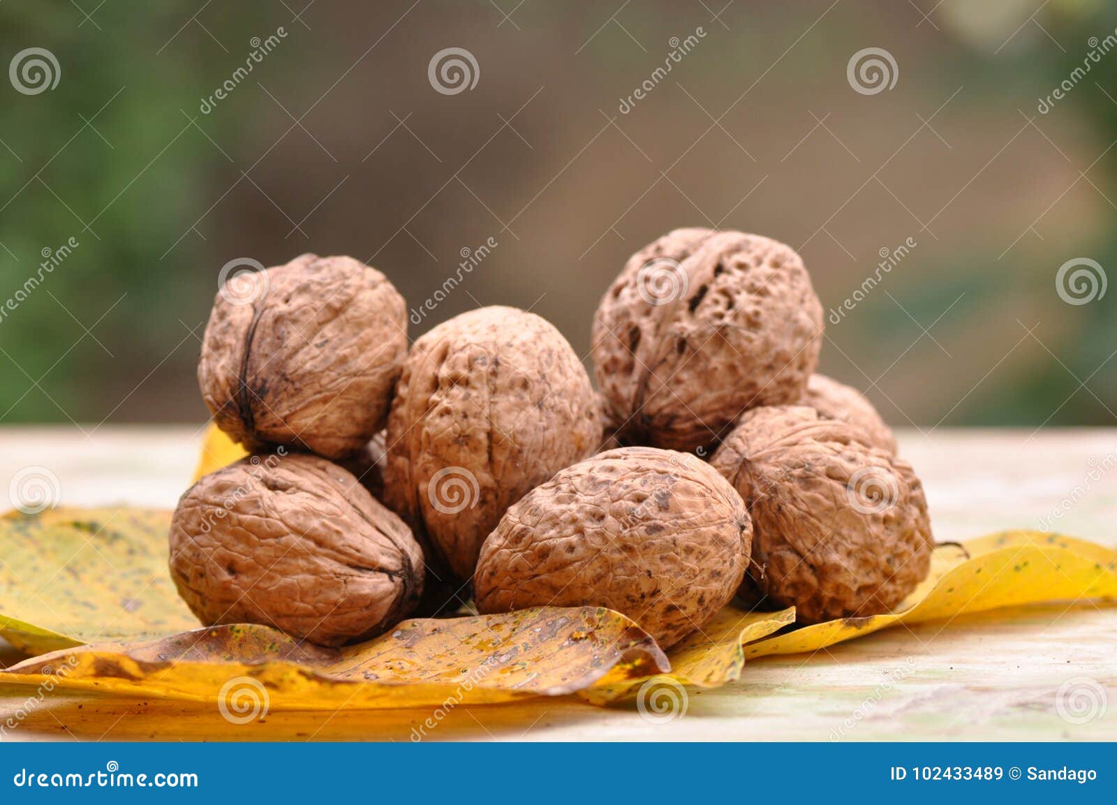 Walnut stock image. Image of country, abundance, core - 102433489
