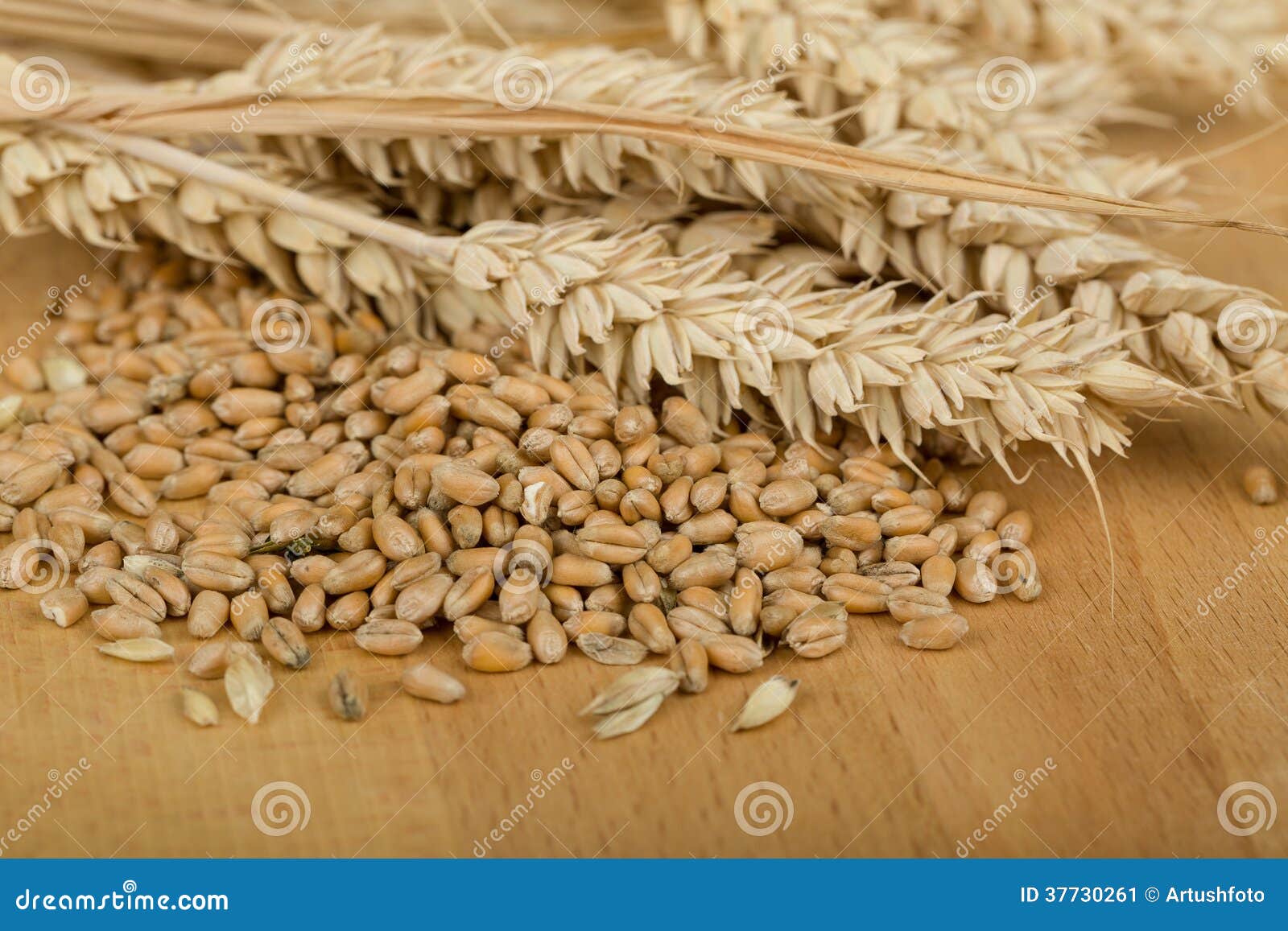 Pile of Organic Whole Grain Wheat Kernels and Ears Stock Image - Image ...