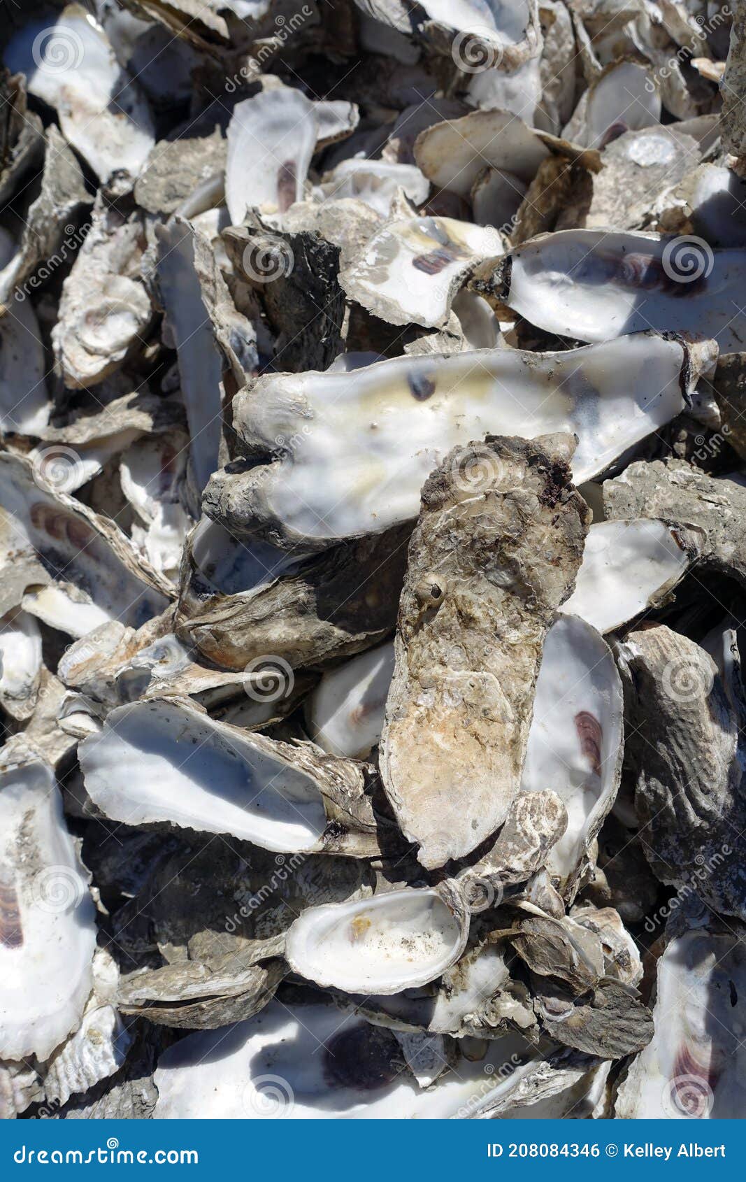 Pile Of Oyster Shells Stock Image | CartoonDealer.com #43978375