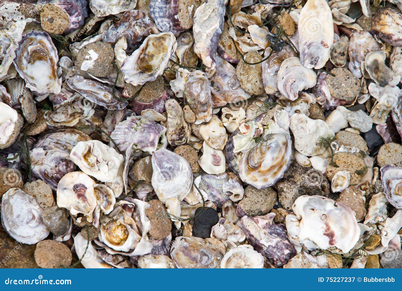 Pile of Oyster Shells and Barnacles Stock Image - Image of fish ...