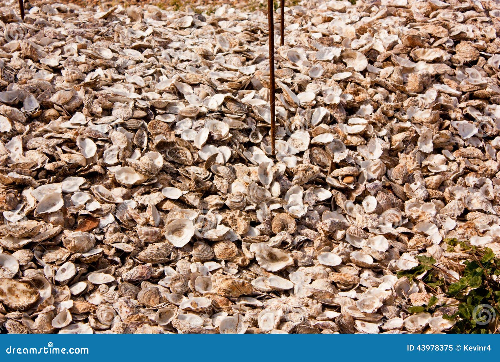 Pile Of Oyster Shells Stock Image | CartoonDealer.com #43978375