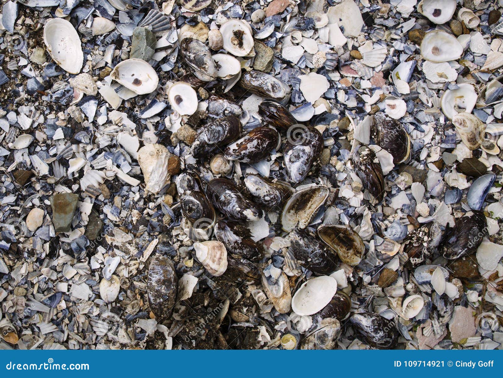 Pile of Oyster Shells in Wellfleet Massachusetts on Cape Cod. Stock ...
