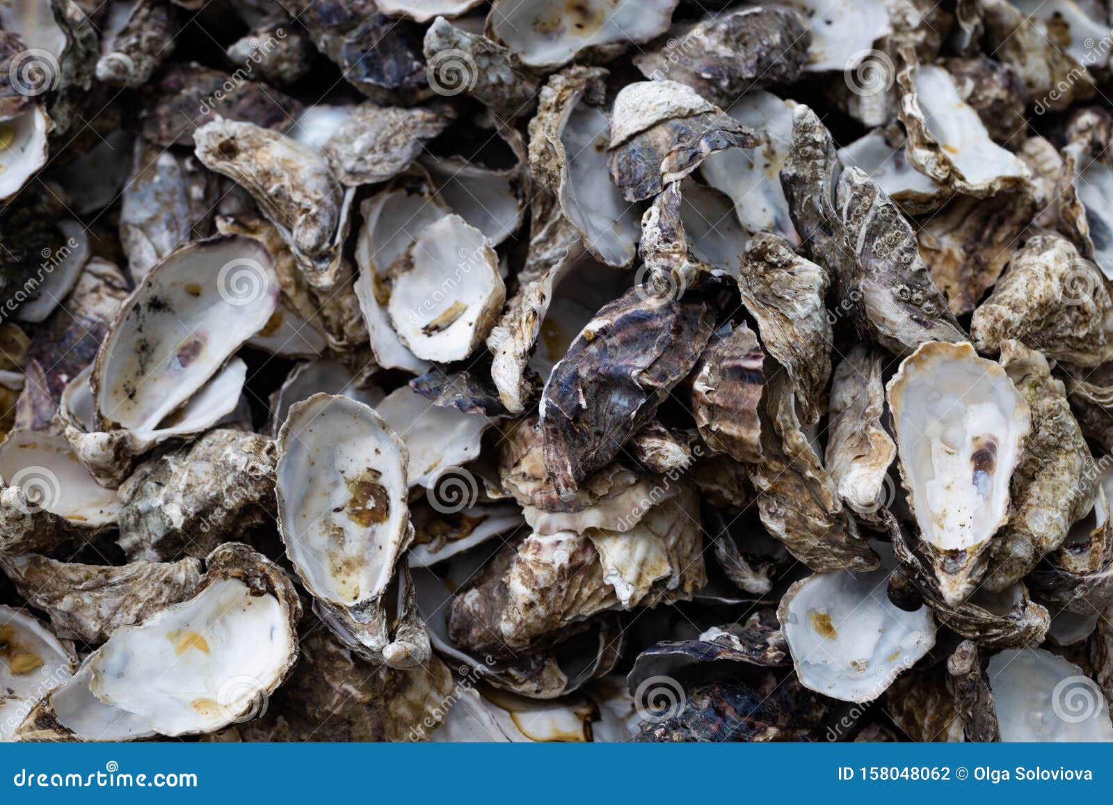 Pile of Oyster Shuck Background Stock Photo - Image of backdrop, eatery ...