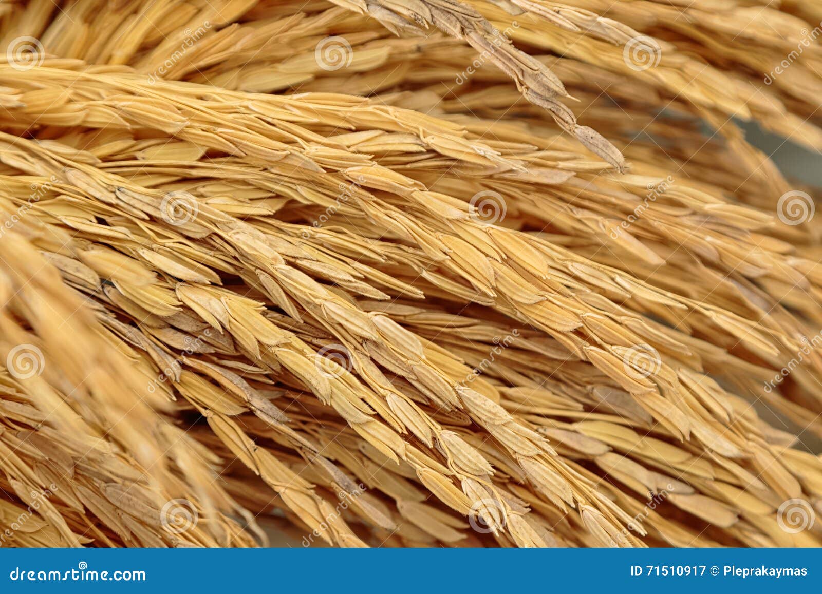 Pile Paddy Brown Shell Background Stock Photos - Free & Royalty-Free ...