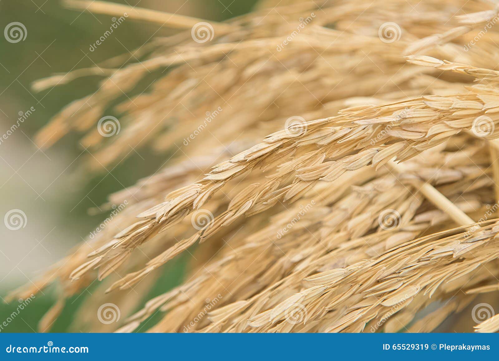 Pile of Paddy in Brown Shell Stock Image - Image of leaves, asia: 65529319