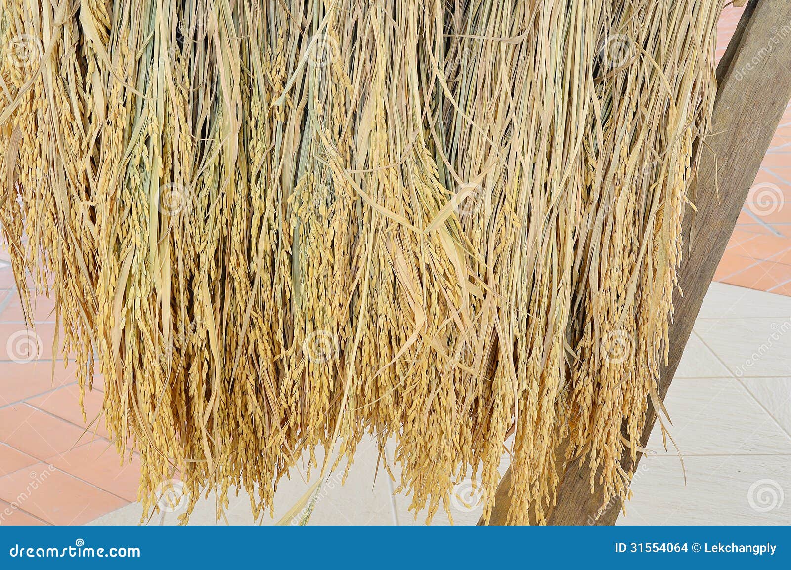 Pile of Paddy in Brown Shell from Thailand Stock Photo - Image of field ...