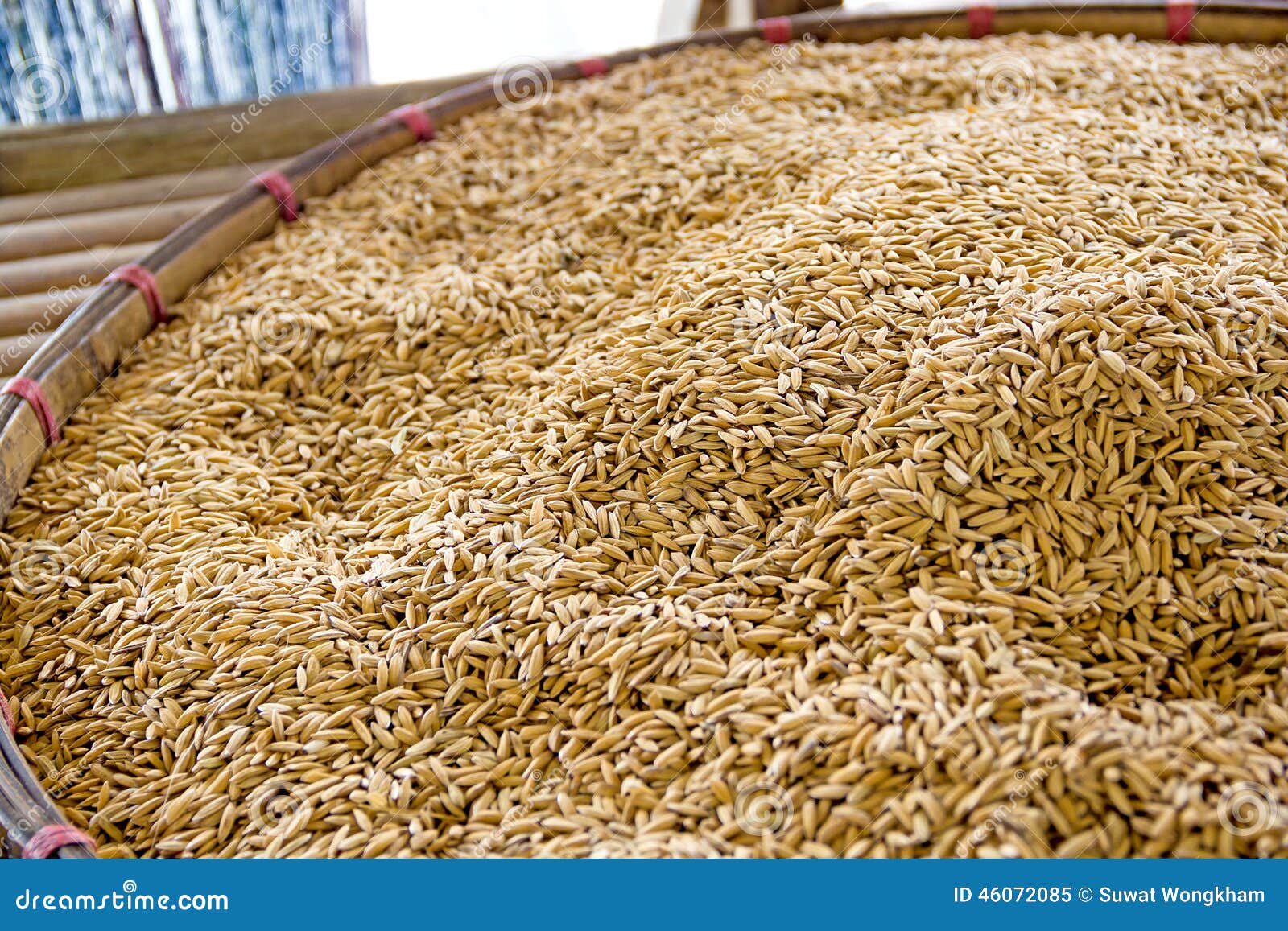 Pile of Paddy in Brown Shell from Thailand Stock Image - Image of ...