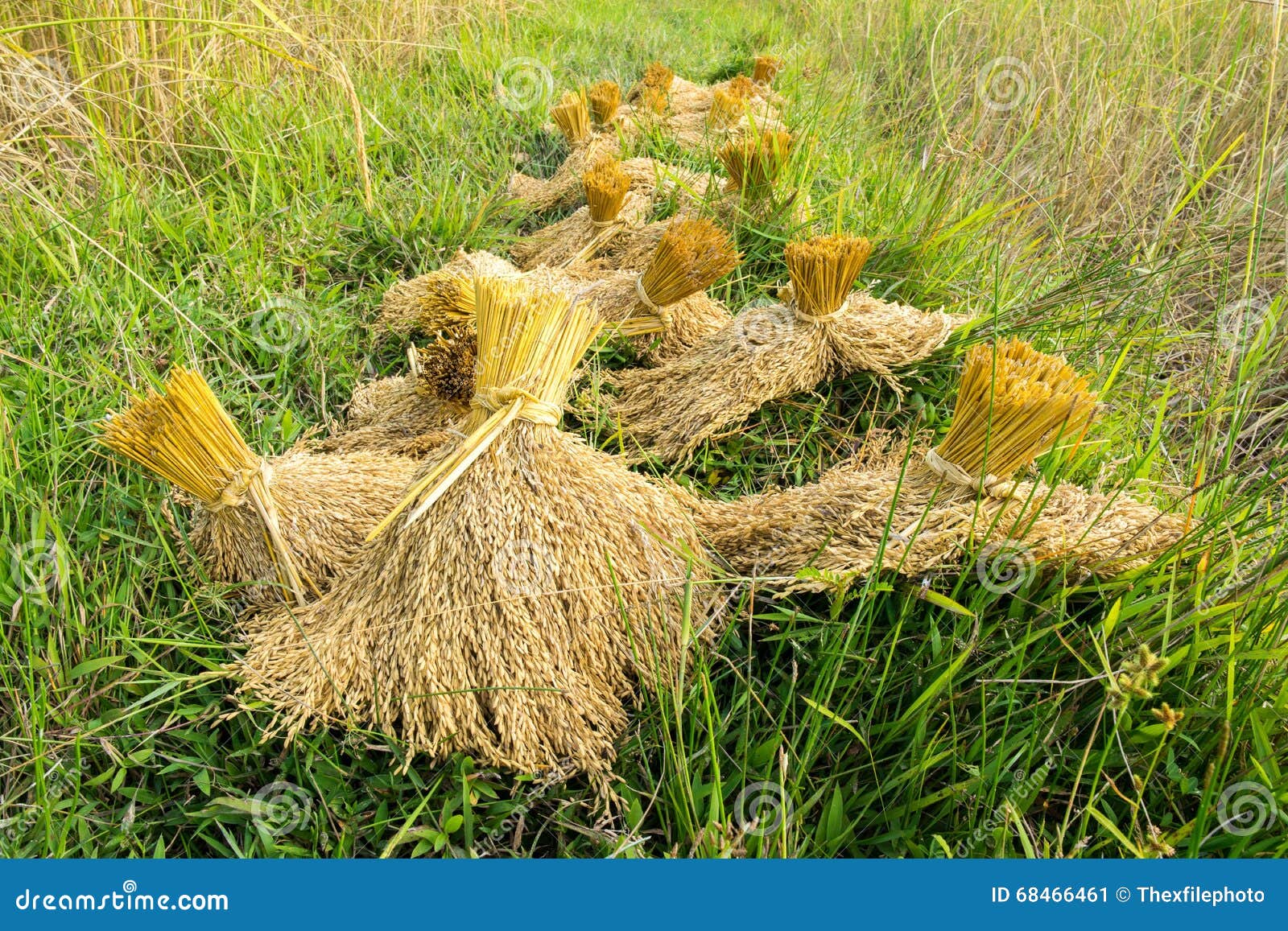 The Pile of Paddy Bundle after Harvest. Stock Image - Image of ...