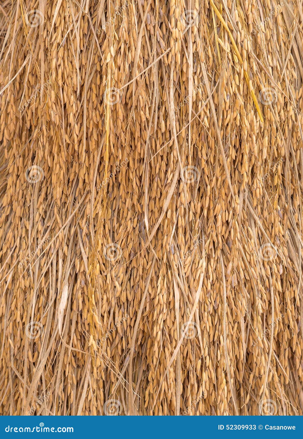 Pile of Paddy Bundle on the Rice Field after Harvest Stock Image ...