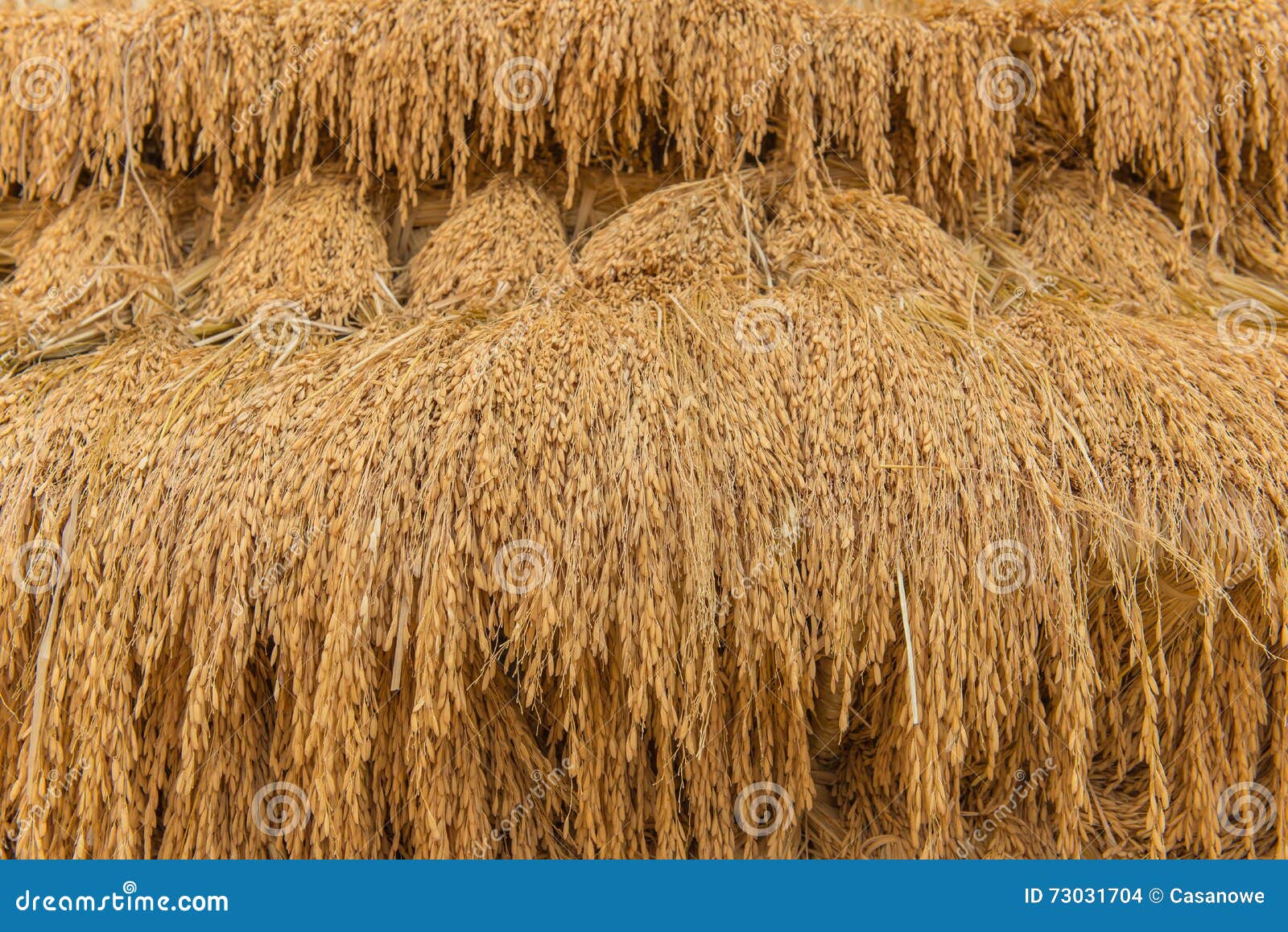 Pile of Paddy Bundle on the Rice Field after Harvest Stock Photo ...