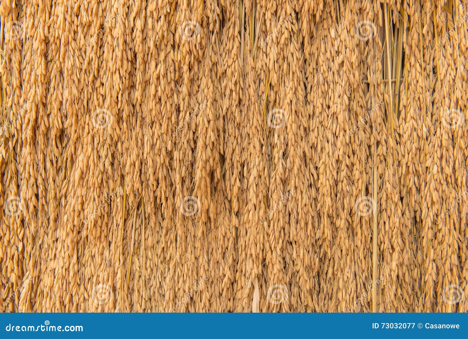 Pile of Paddy Bundle on the Rice Field after Harvest Stock Image ...