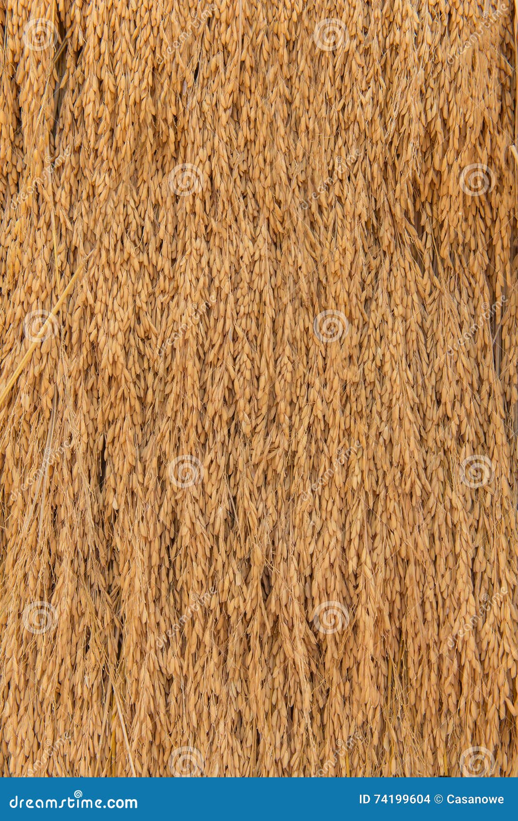 Pile of Paddy Bundle on the Rice Field after Harvest Stock Photo ...
