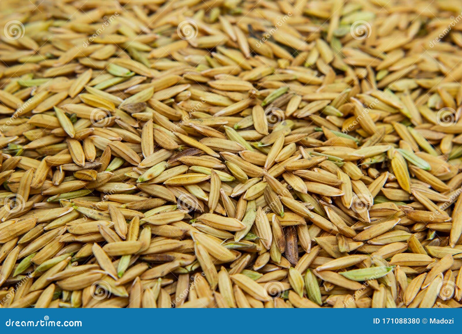 Pile of Paddy Rice and and Rice Seed Stock Photo - Image of east ...
