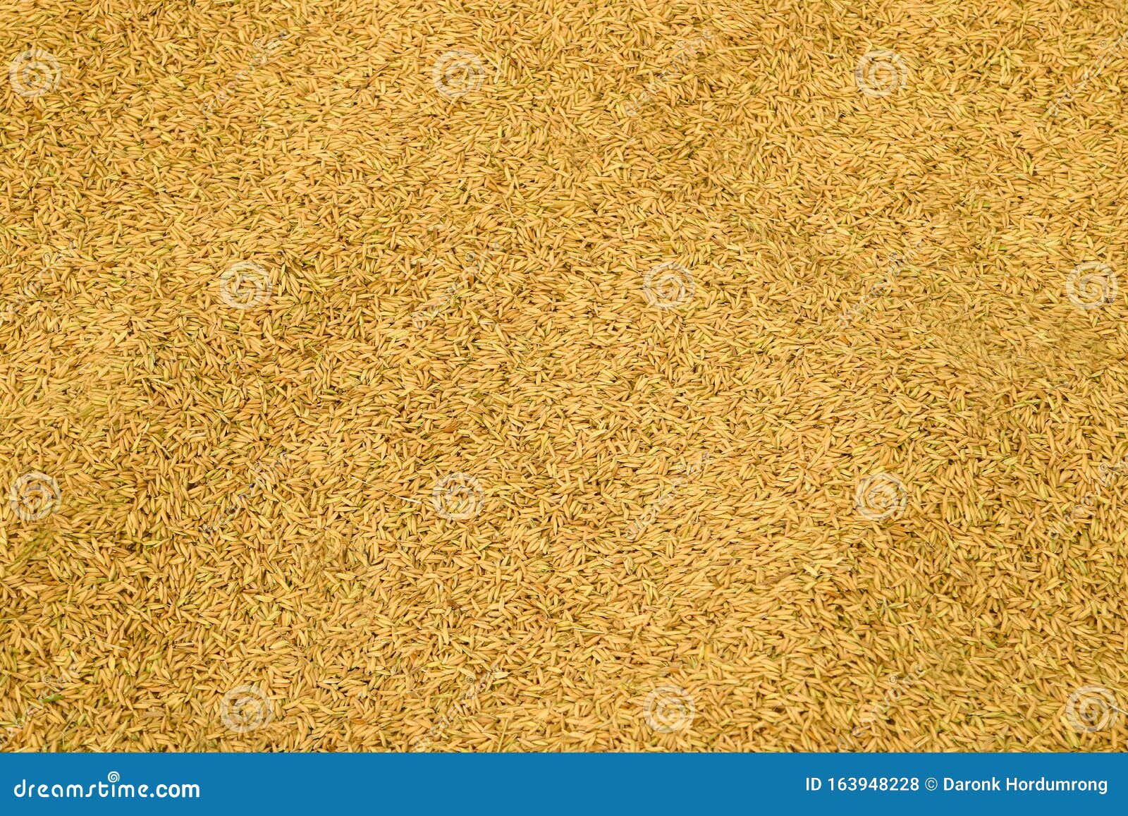 Pile of Paddy rice stock photo. Image of gold, food - 163948228