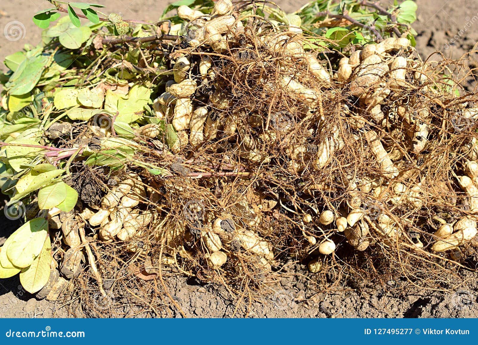Pile of Peanuts after Dug Out Off the Ground Stock Image - Image of ...