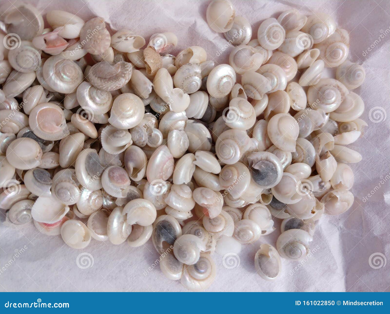 Pile of Pearly White Swirl Sea Shells Stock Photo - Image of white ...