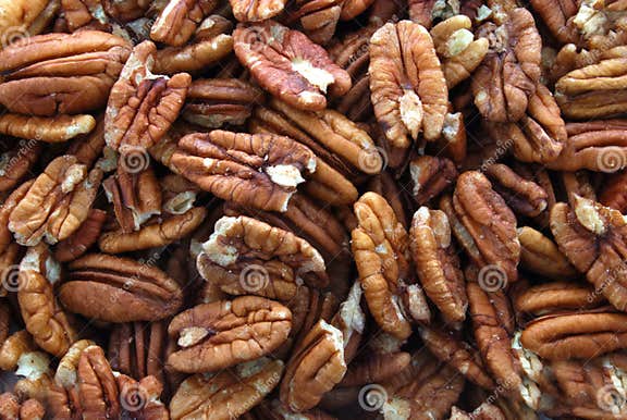 Pile of pecans stock image. Image of cooking, hard, eating - 3925325