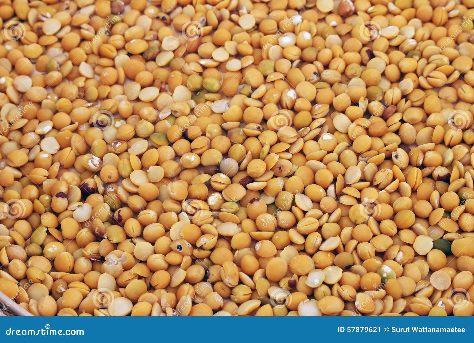 1,579 Pulse Seeds Photos - Free & Royalty-Free Stock Photos from Dreamstime