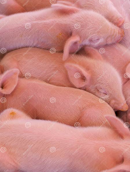 Pile of Piglets stock photo. Image of pile, manufacturing - 10798956
