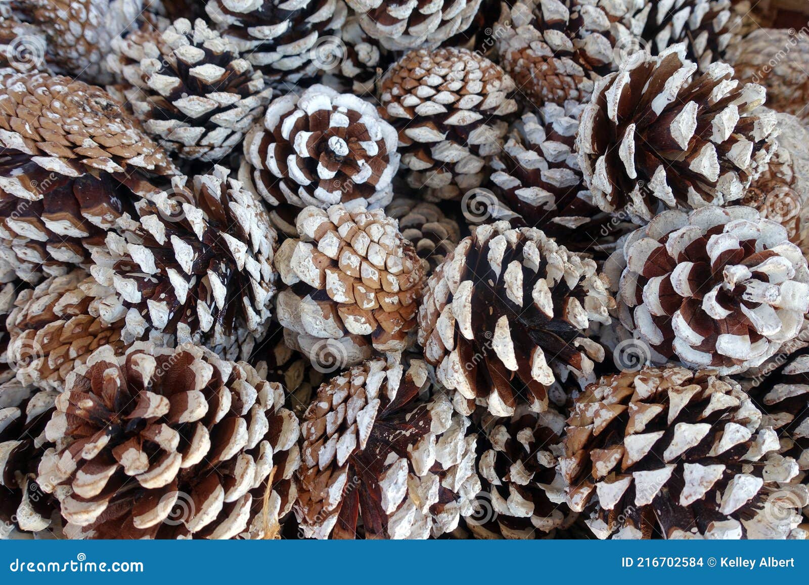 Pile of Pine Cones Background Stock Photo - Image of pile, multiple ...