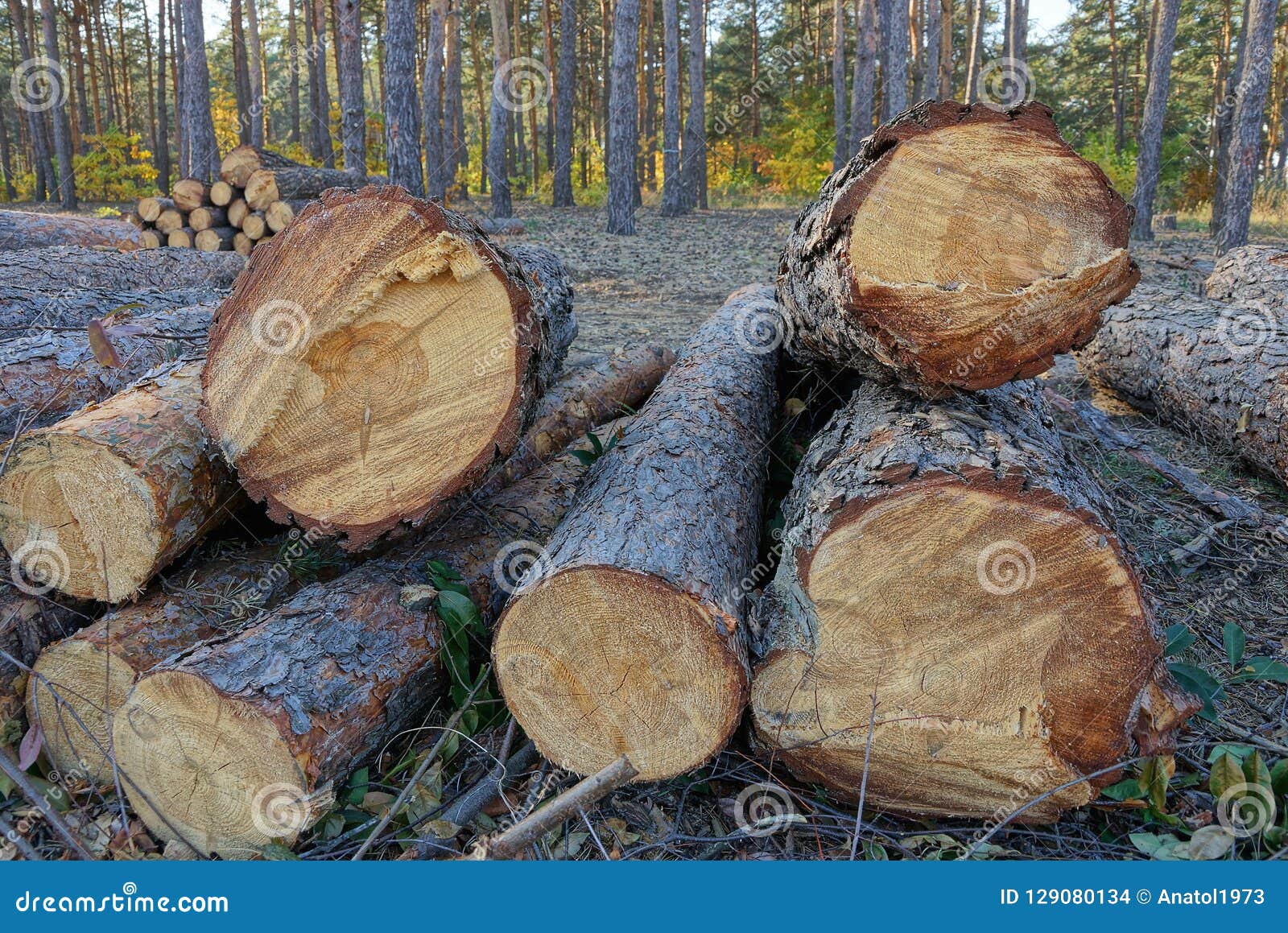A Pile of Pine Logs in the Forest Cuttings Stock Photo - Image of brown ...
