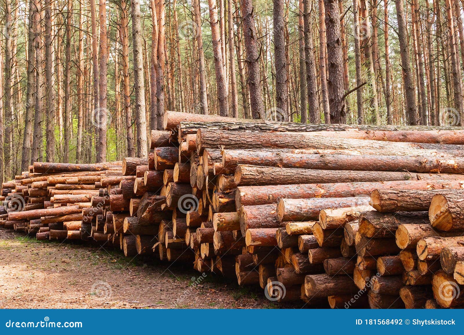 A Pile of Pine Logs in the Forest. Stock Photo - Image of bark, nature ...
