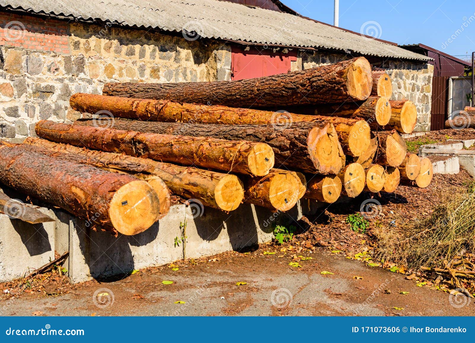 Pile of the Pine Logs in Sawmill Yard Stock Photo - Image of concept ...