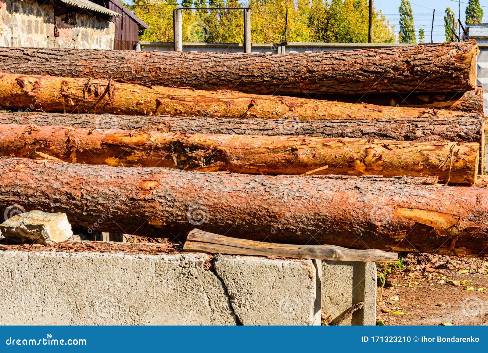 Pile of the Pine Logs in Sawmill Yard Stock Photo - Image of firewood ...