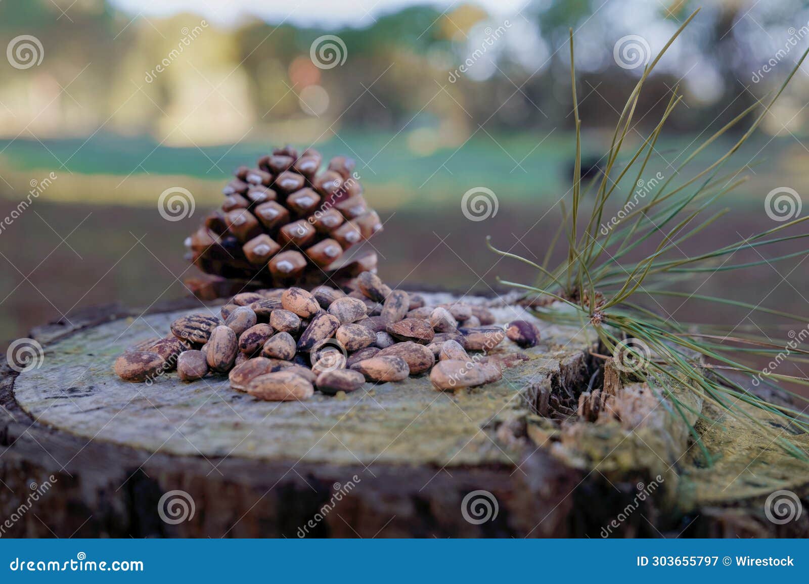Pile of Pine Nuts on a Cut Pine Trunk in the Forest Stock Image - Image ...