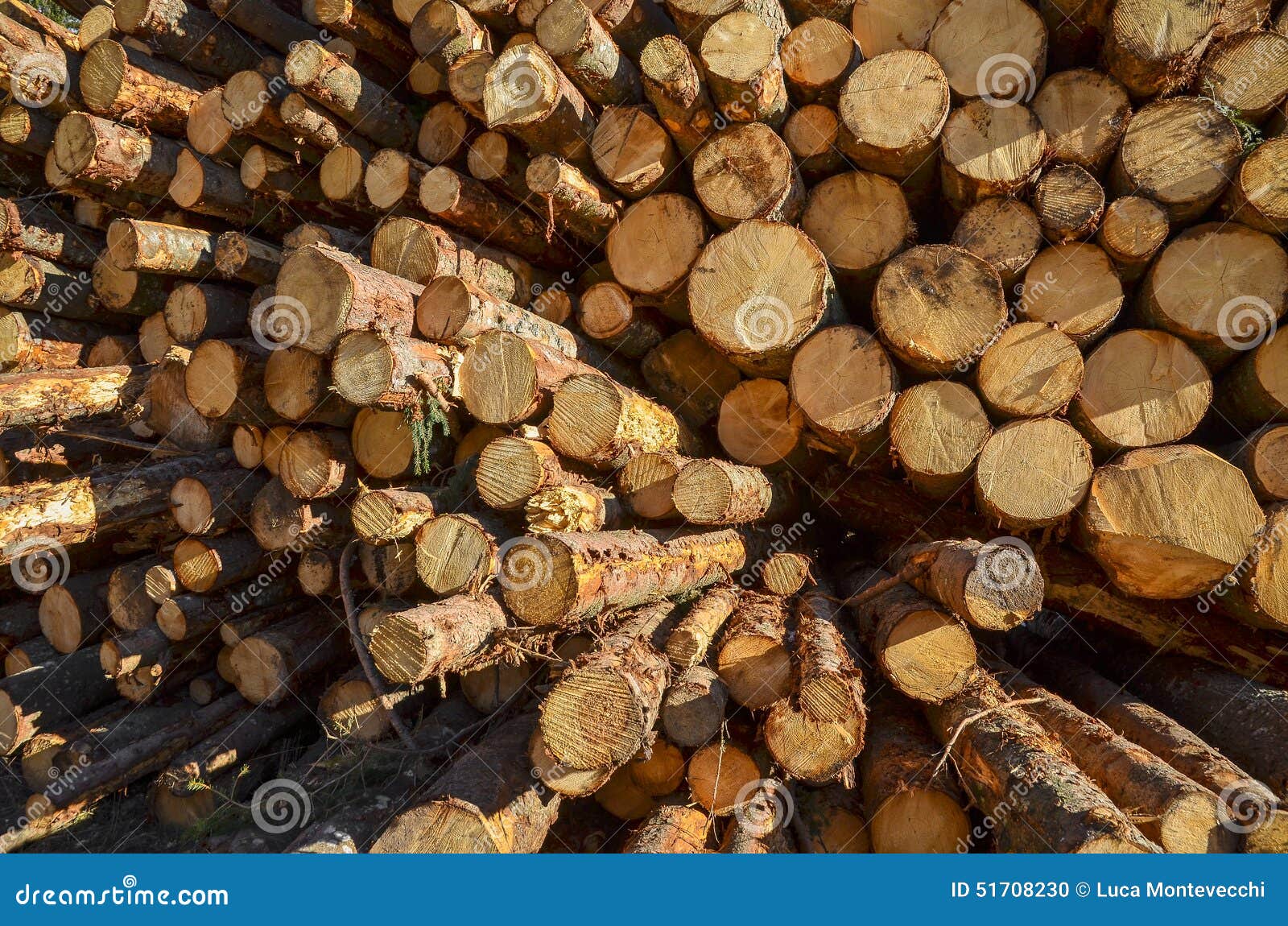 Pile of pine tree logs stock photo. Image of rural, closeup - 51708230