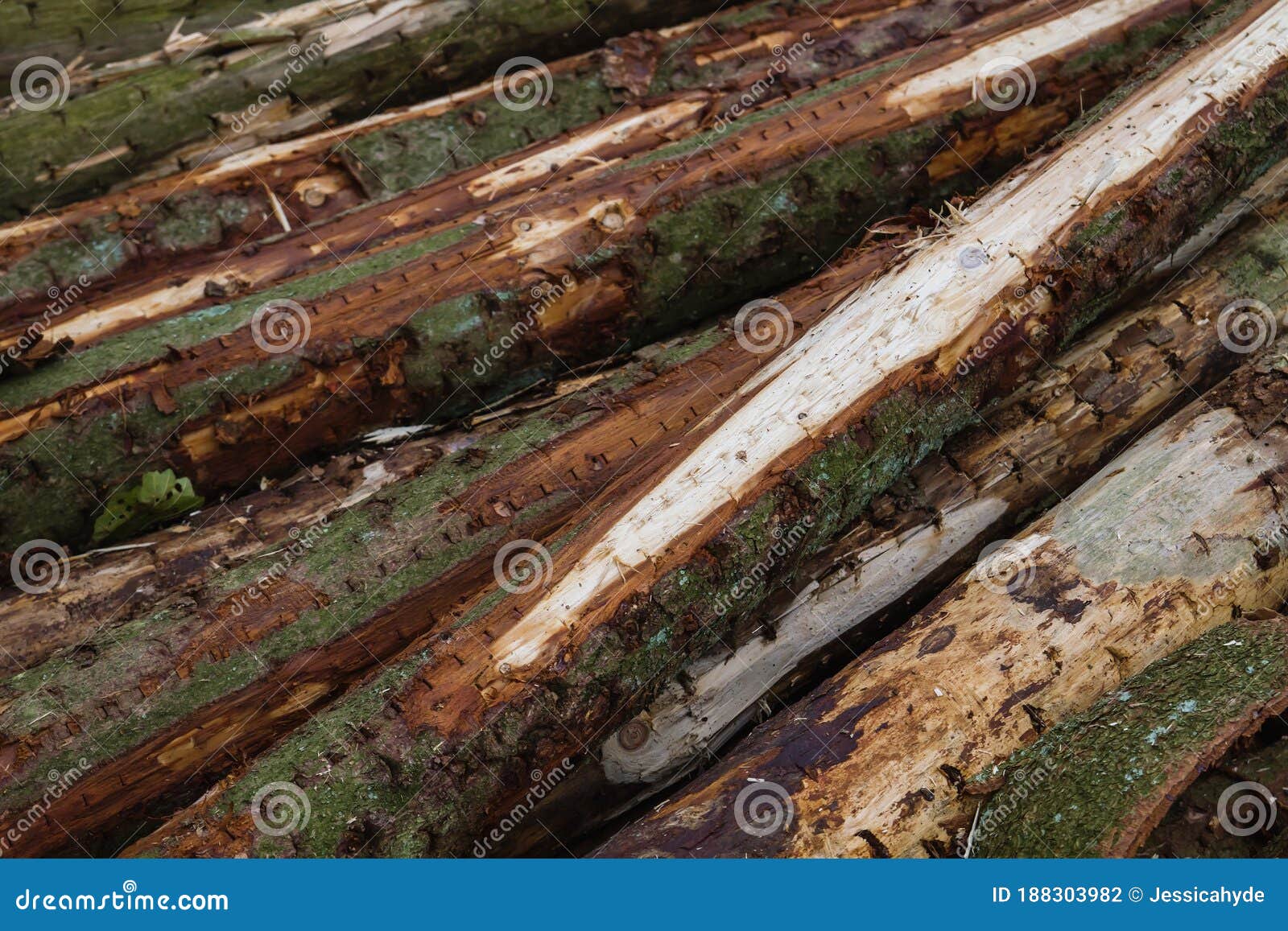 Pile of pine trees logs stock photo. Image of fuel, furniture - 188303982