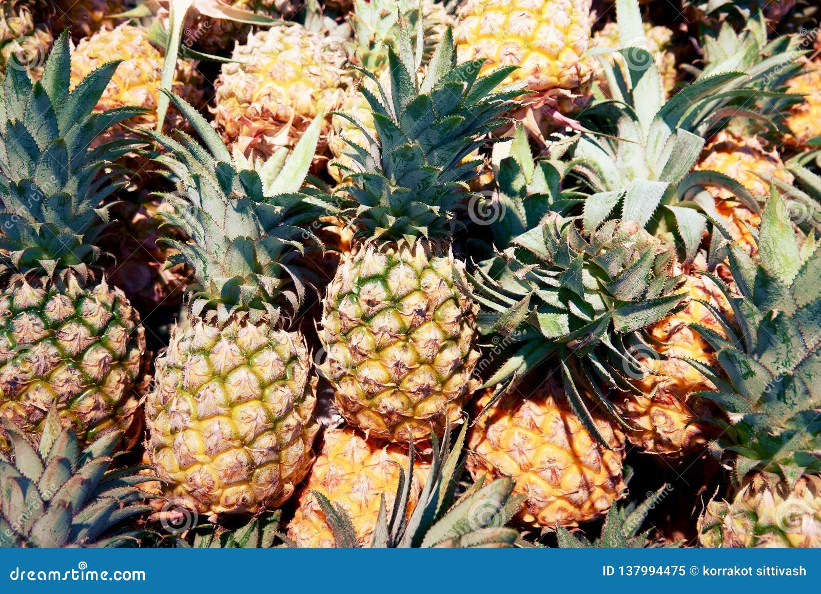 Pile of pineapple close up stock image. Image of healthy - 137994475