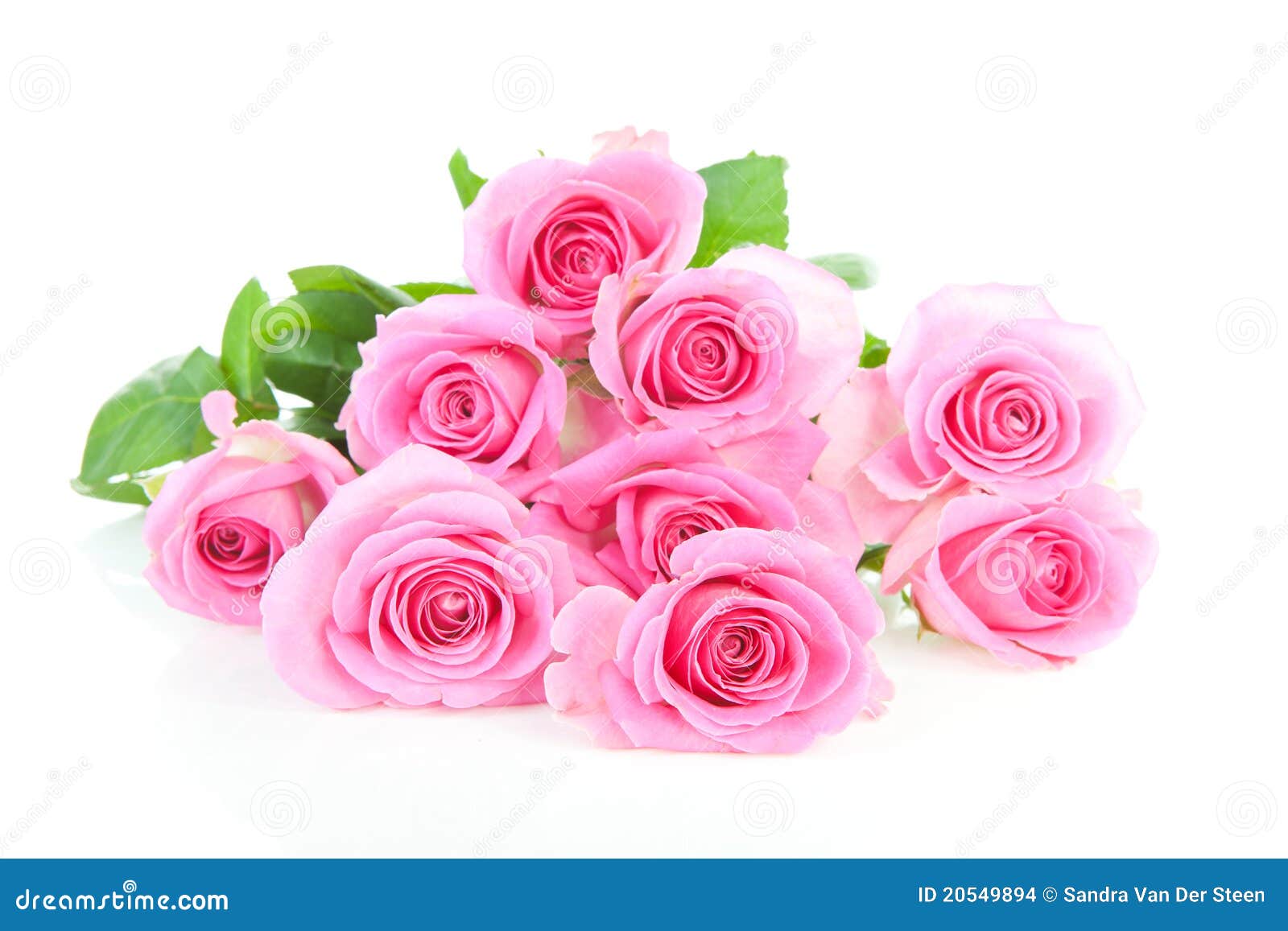Pile of pink roses stock photo. Image of pile, thorns - 20549894