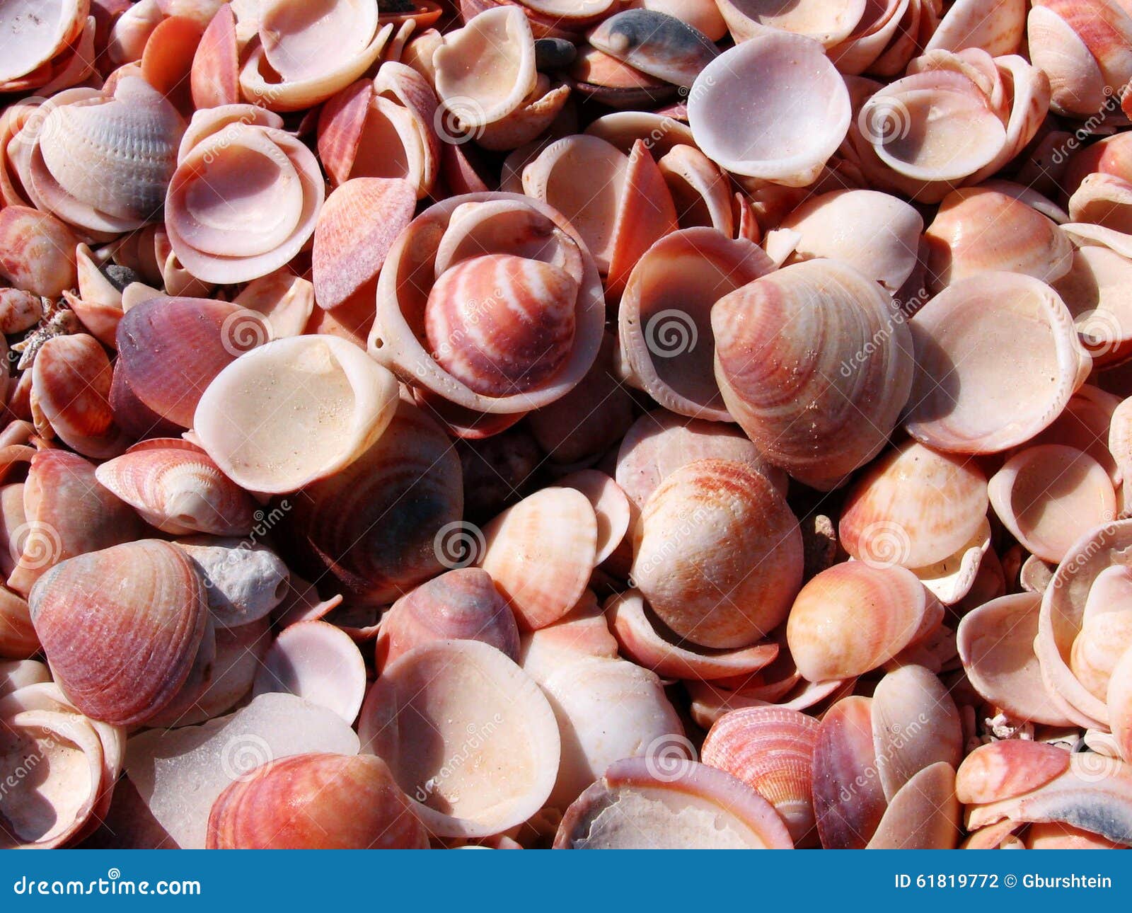 Pile of pink seashells stock photo. Image of summer, nature - 61819772