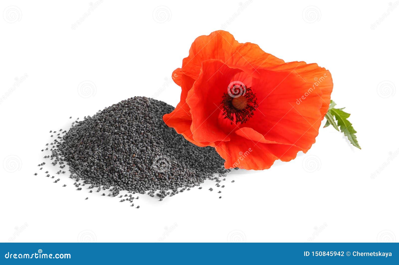 Pile of Poppy Seeds and Flower on White Stock Photo - Image of botany ...