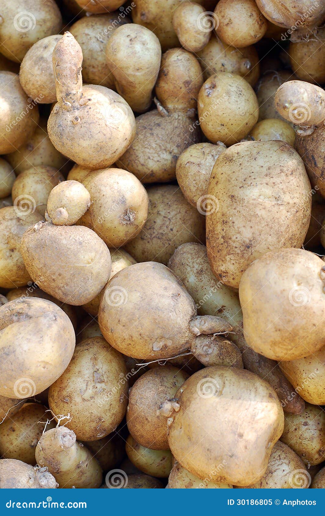 Potato stock image. Image of health, root, harvest, food - 30186805