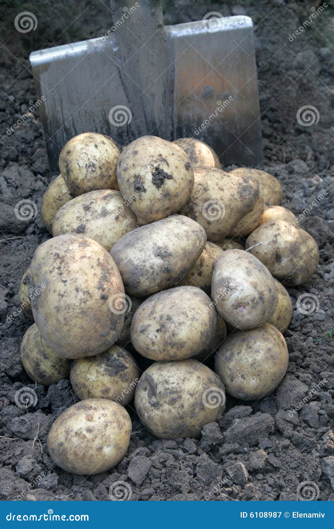 Pile of Potato and a Shovel. Stock Image - Image of pile, group: 6108987
