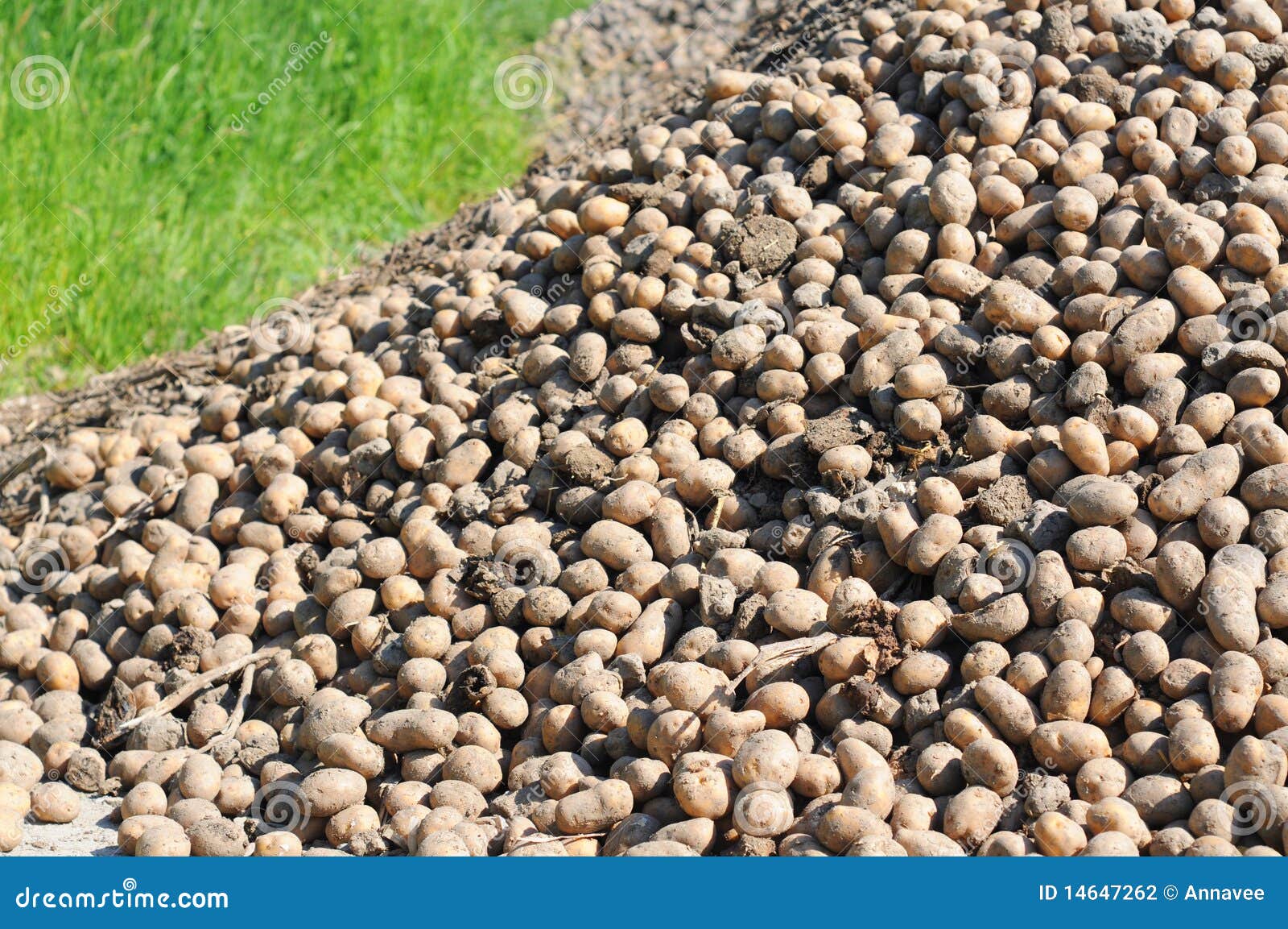 Pile of potatoes stock photo. Image of potato, heap, harvest - 14647262