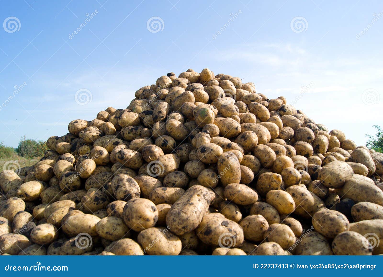 Pile Of Potatoes Lying On Wooden Boards. Fresh Healthy Potato Stock ...